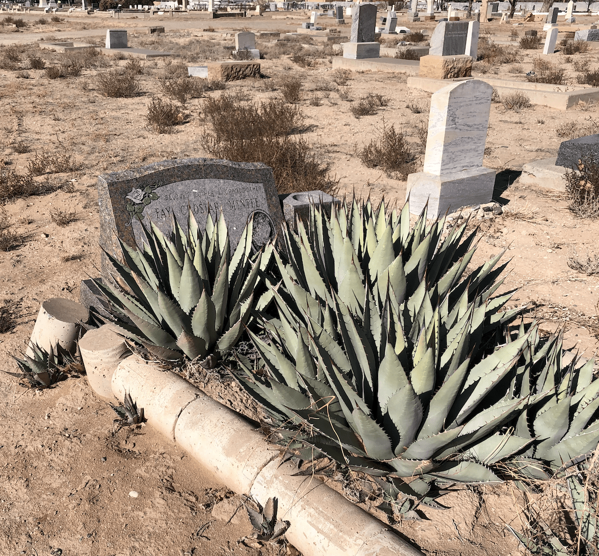 January 16: Xeric Garden Groundbreaking at Historic Fairview Cemetery ...